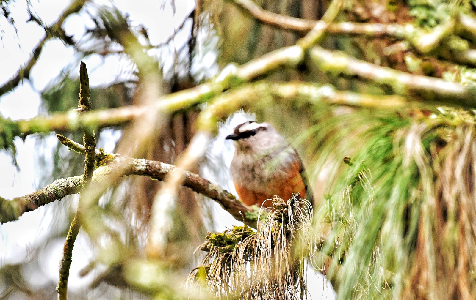 Laughing Thrush of Palani - Wildlife - India Travelogue